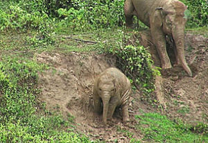 Elephant GIF - Find on GIFER