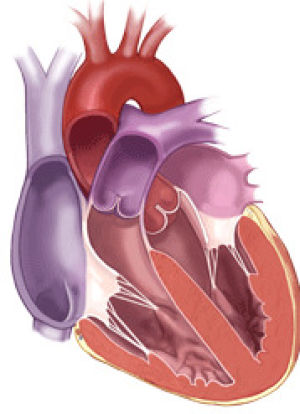 GIF the normal heart - animated GIF on GIFER