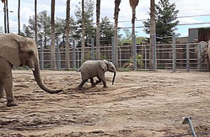 Elephant baby elephant GIF - Find & Download on GIFER