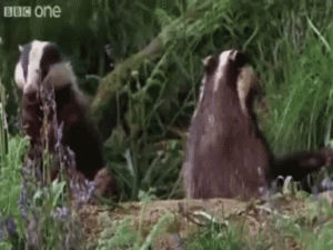 Badger GIF on GIFER - by Mazujas