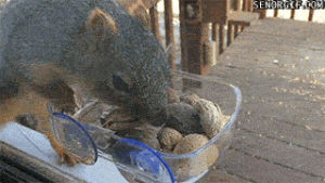 Nuts GIF - Find on GIFER