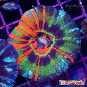 Coral reef video GIF on GIFER - by Sadwyn