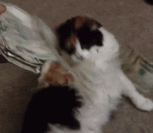 Cat fail GIF on GIFER - by Cergas