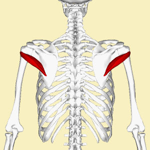 GIF muscles muskeln - animated GIF on GIFER
