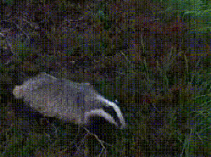Badger GIF on GIFER - by Mazujas