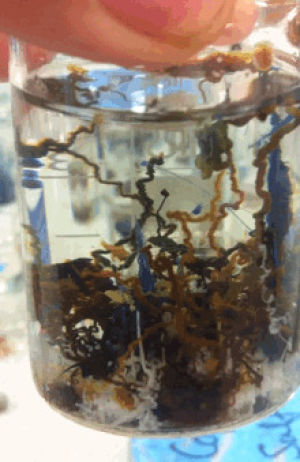 Science wissenschaft ciencia GIF - Find on GIFER