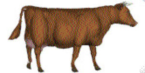 Cow GIF on GIFER - by Goltijas