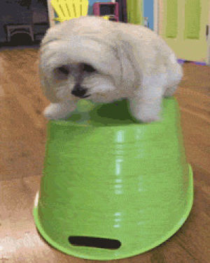 GIF vibration - animated GIF on GIFER