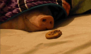 Sniffing GIF - Find on GIFER