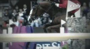 Equestrian horse horses GIF - Find on GIFER