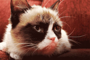 Mr grumpy cat movieawards GIF on GIFER - by Analore