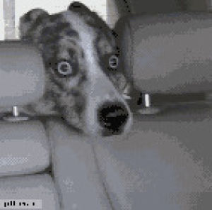 Dog roll over dog s GIF - Find on GIFER