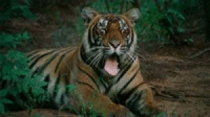 GIF natureza naturaleza nature - animated GIF on GIFER