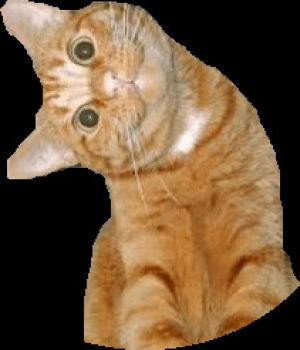 Transparent cat GIF on GIFER - by Lakelv