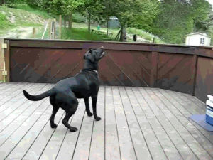 Clébard chien cabot GIF - Trouver sur GIFER
