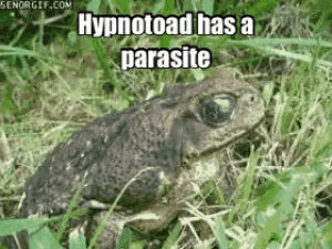 Hypnotoad GIF - Find on GIFER