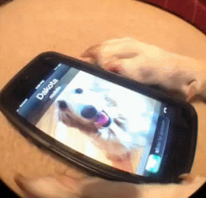 GIF style doggy - animated GIF on GIFER