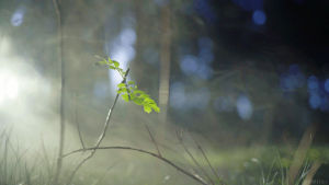 GIF fog - animated GIF on GIFER