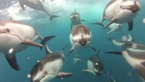 Gopro GIF - Find on GIFER