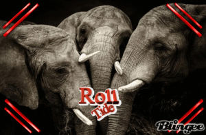 GIF roll tide - animated GIF on GIFER