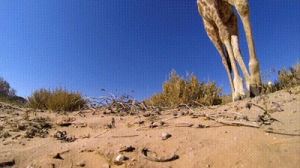 Caminando caminata marcha GIF - Encontrar en GIFER