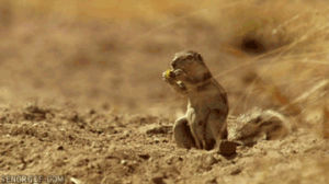 Squirrel animals running GIF - Find on GIFER
