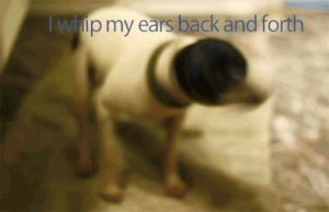 Back and forth GIF - Find on GIFER