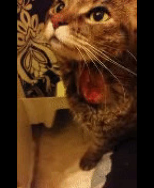 GIF cool cat - animated GIF on GIFER - by Dit