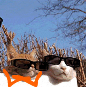 Ruh roh gasp cat GIF on GIFER - by Arashicage