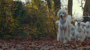 Poodle GIF on GIFER - by Dimi