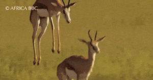 Wildlife GIF - Find on GIFER