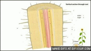 GIF the roots - animated GIF on GIFER