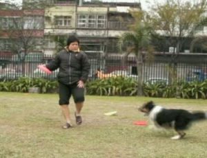 GIF dog frisbee - animated GIF on GIFER