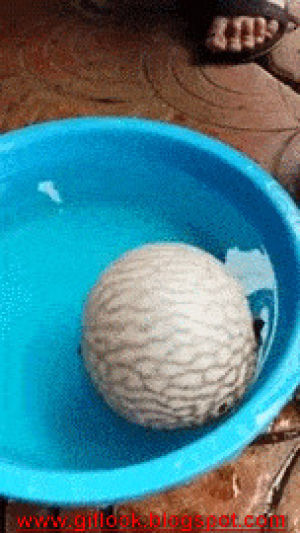 Invisible GIF - Find on GIFER