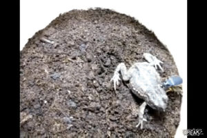Transparent toad GIF - Find on GIFER