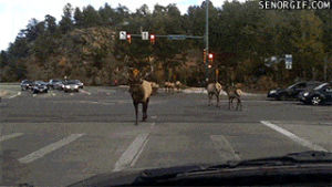 Traffic traffic jam GIF on GIFER - by Turg