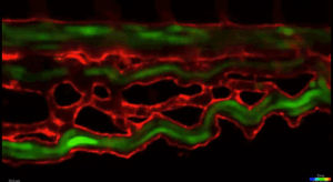 GIF earth science - animated GIF on GIFER