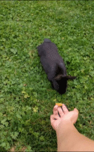 Yoink GIF - Find on GIFER