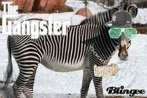 Zebra GIF - Find on GIFER