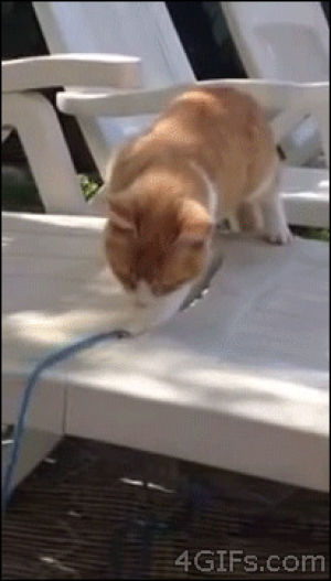 GIF trap its a trap - animated GIF on GIFER