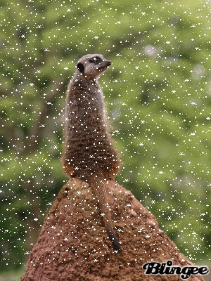 Meerkat GIF - Find on GIFER