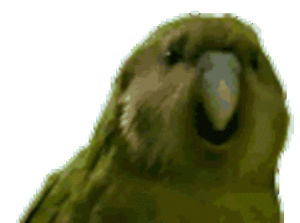 GIF bird transparent - animated GIF on GIFER