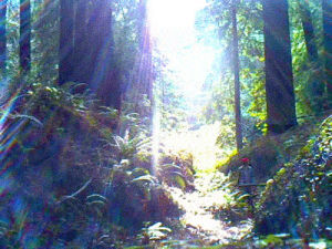Sun forest northern california GIF on GIFER - by JoJoktilar