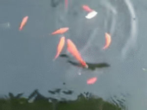 Fish koi GIF on GIFER - by Akigore