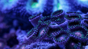 Coral reef video GIF on GIFER - by Sadwyn