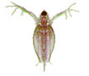 Flea GIF - Find on GIFER