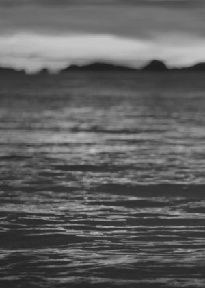 Seagull GIF - Find on GIFER