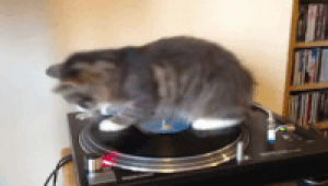 GIF hello kitty meow cat - animated GIF on GIFER