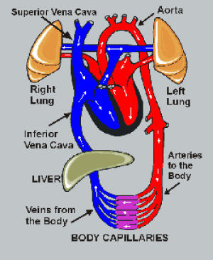 GIF the normal heart - animated GIF on GIFER