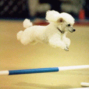 Poodle GIF on GIFER - by Dimi
